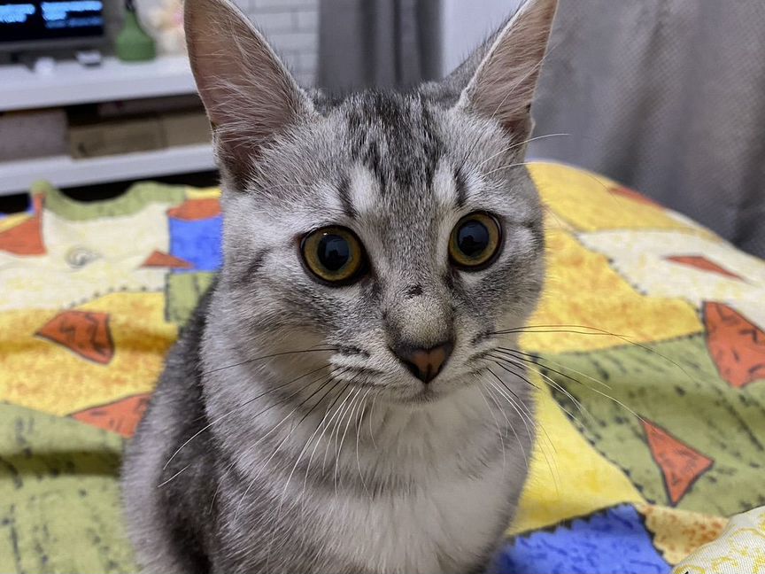 Шотландская кошка вязка