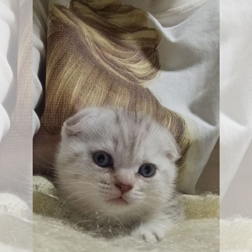Шотландский вислоухий длинношёрстный котёнок