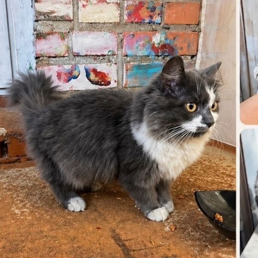 Котёнок в добрые руки