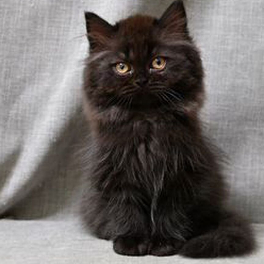 Британский длинношёрстный котёнок