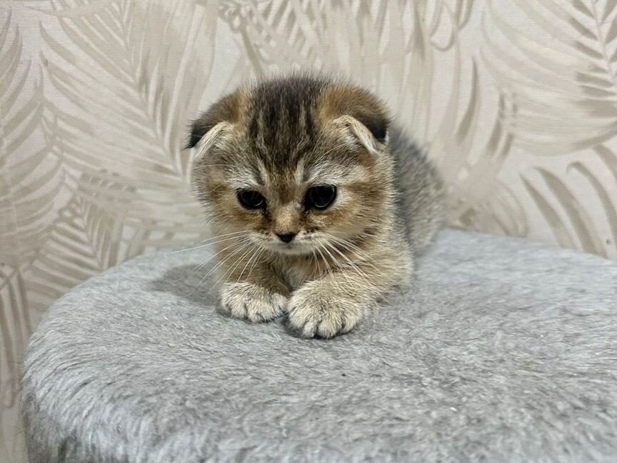 Шотладские вислоухие котята
