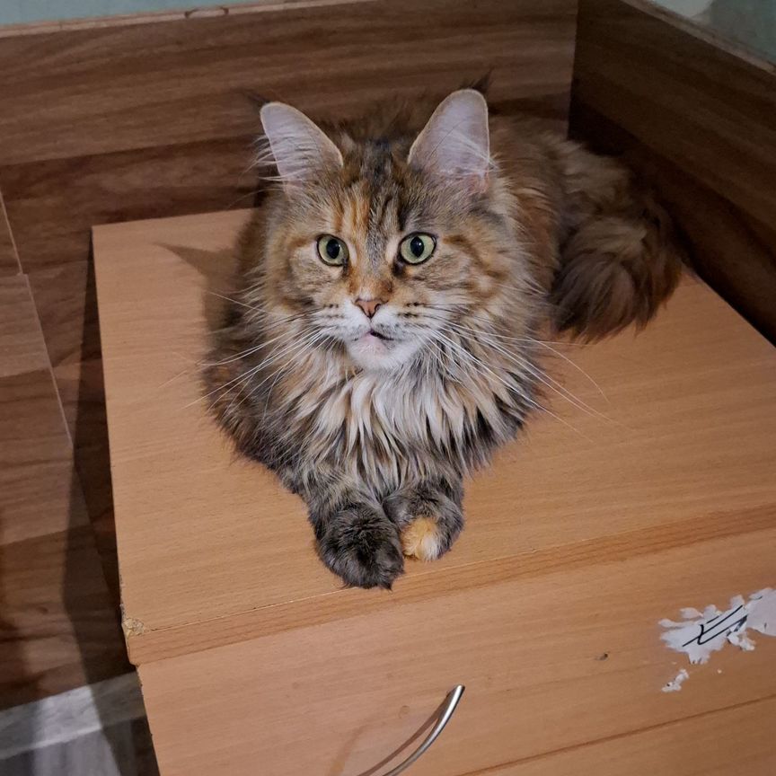 Кошка мейн-кун