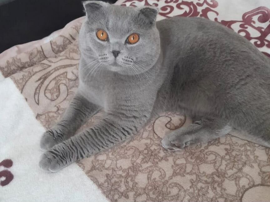 Шотландский кот бесплатно в добрые руки в дар