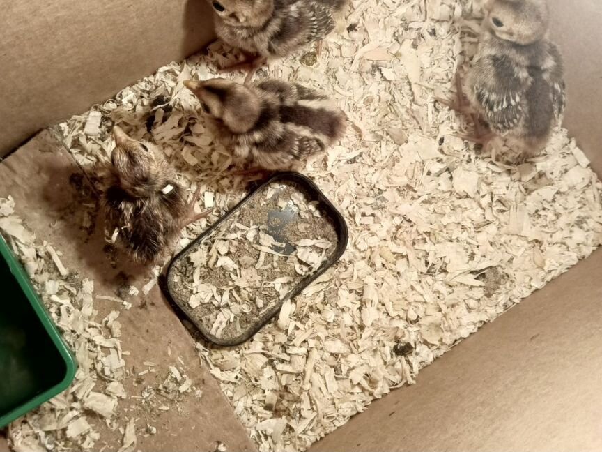 Золотой фазан