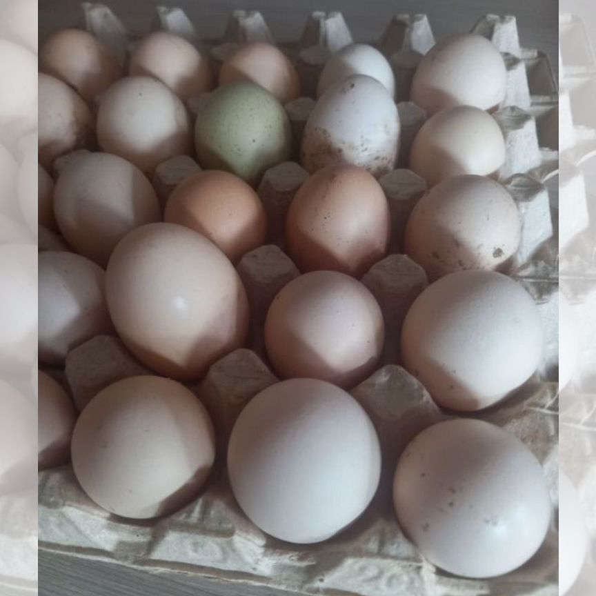 Яйца на инкубацию