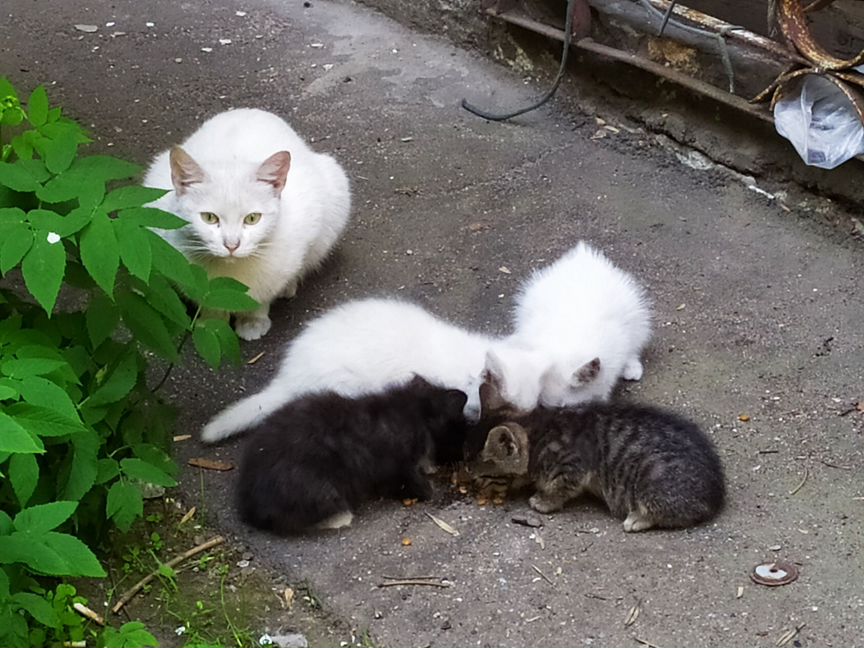 Пропадают котята/ отдадим в добрые руки