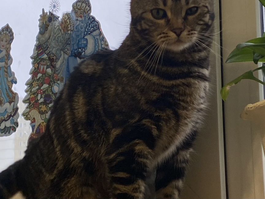 Молодая кошечка