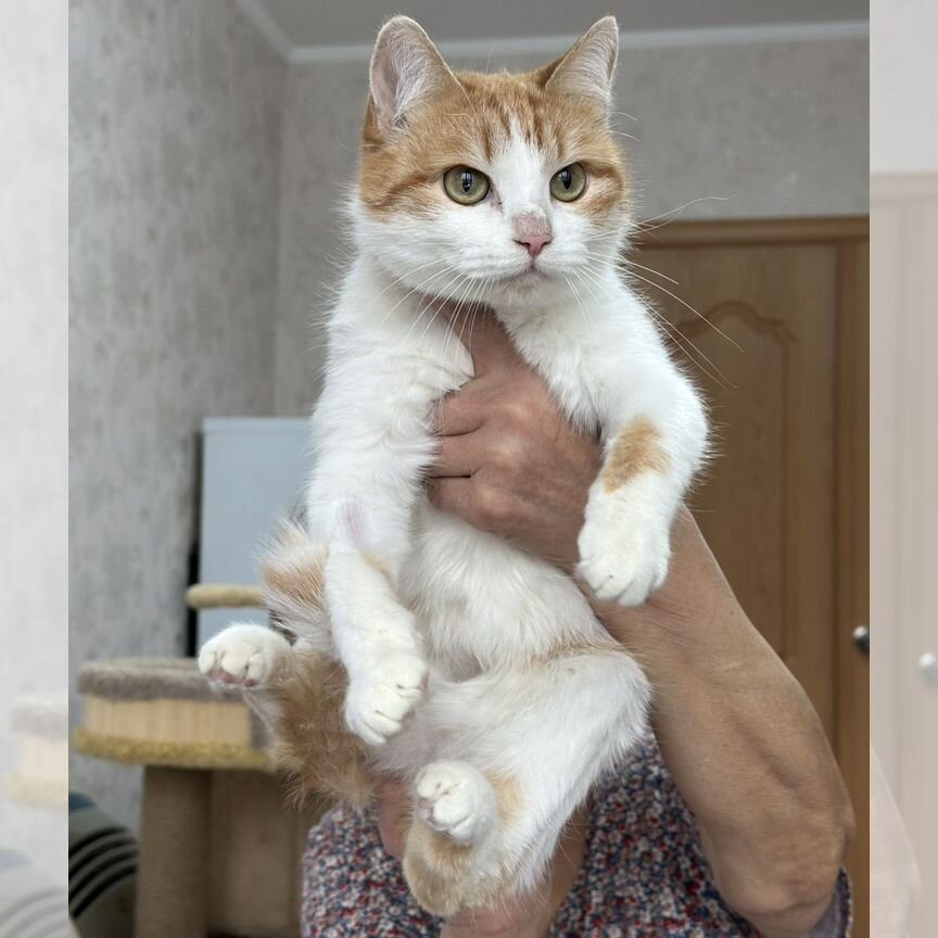 Кошечке нужен дом
