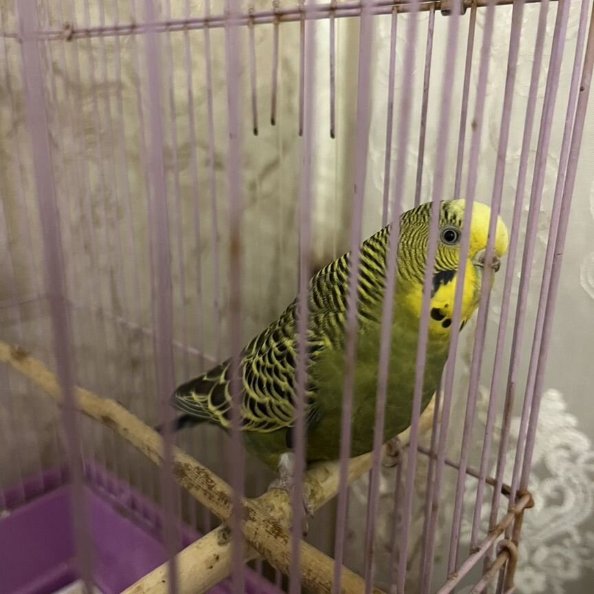 Волнистый попугай с клеткой