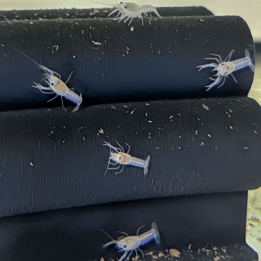 Флоридский рак белый