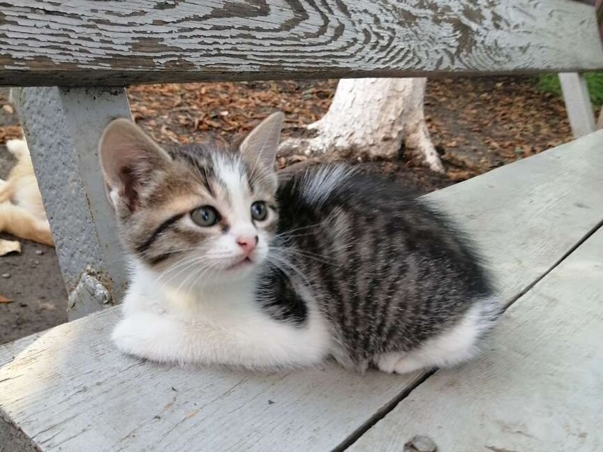 Котенок - Девочка