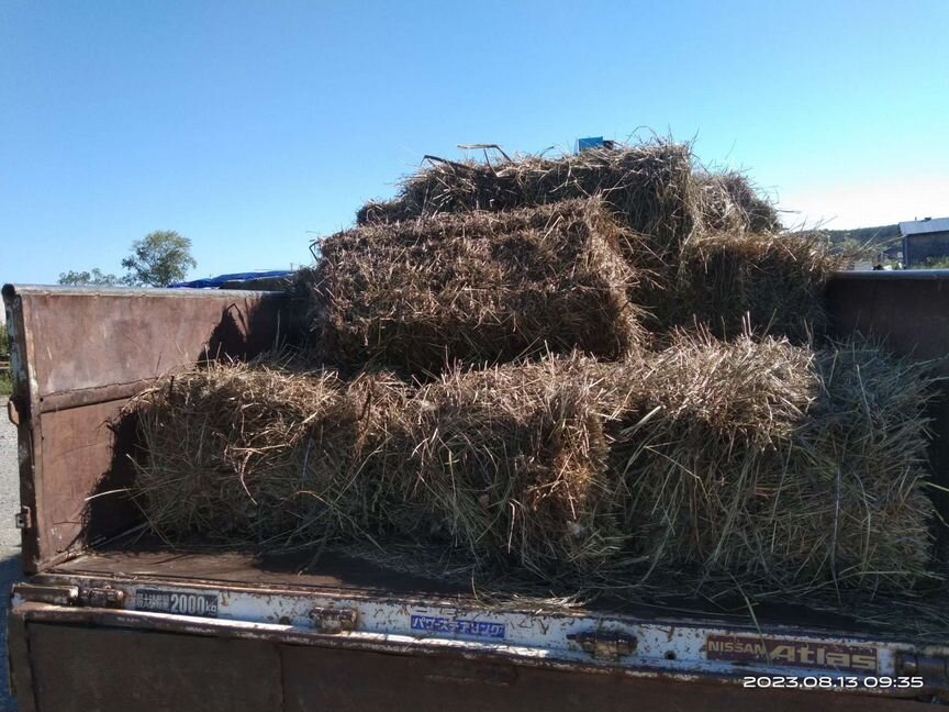 Солома сено 2023