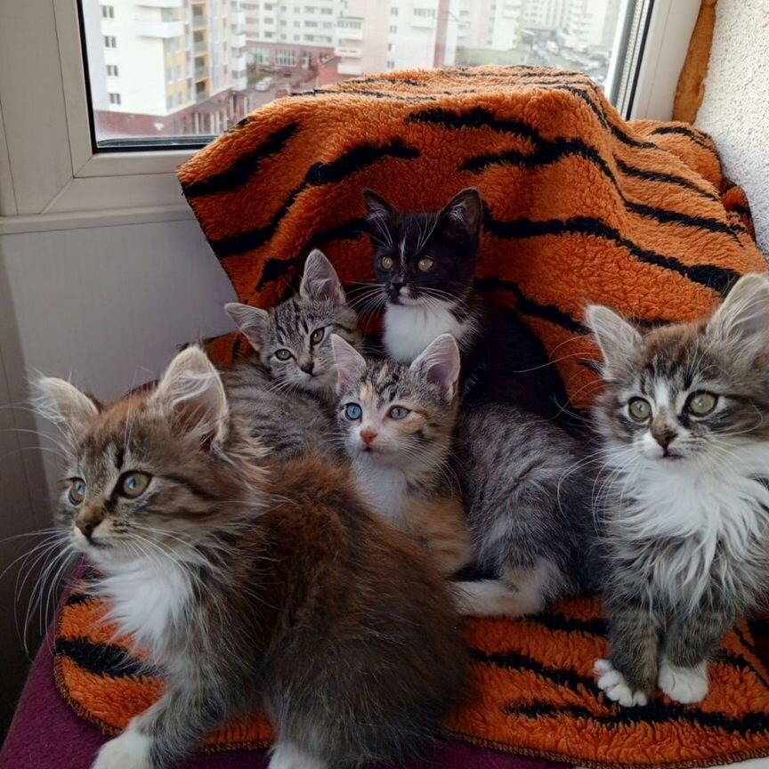 Киски ищут заботливых родителей