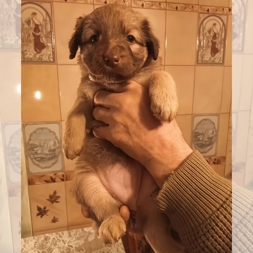 Щенок в добрые руки