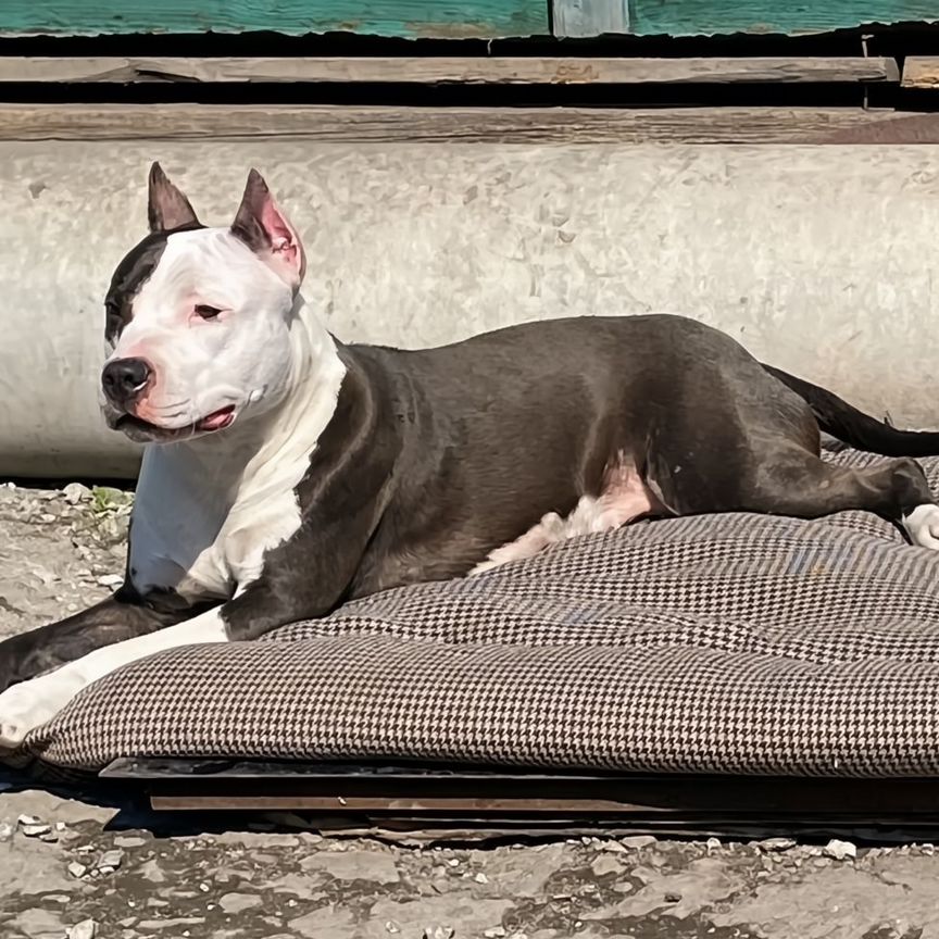 Американский стаффордширский терьер, взрослая собака