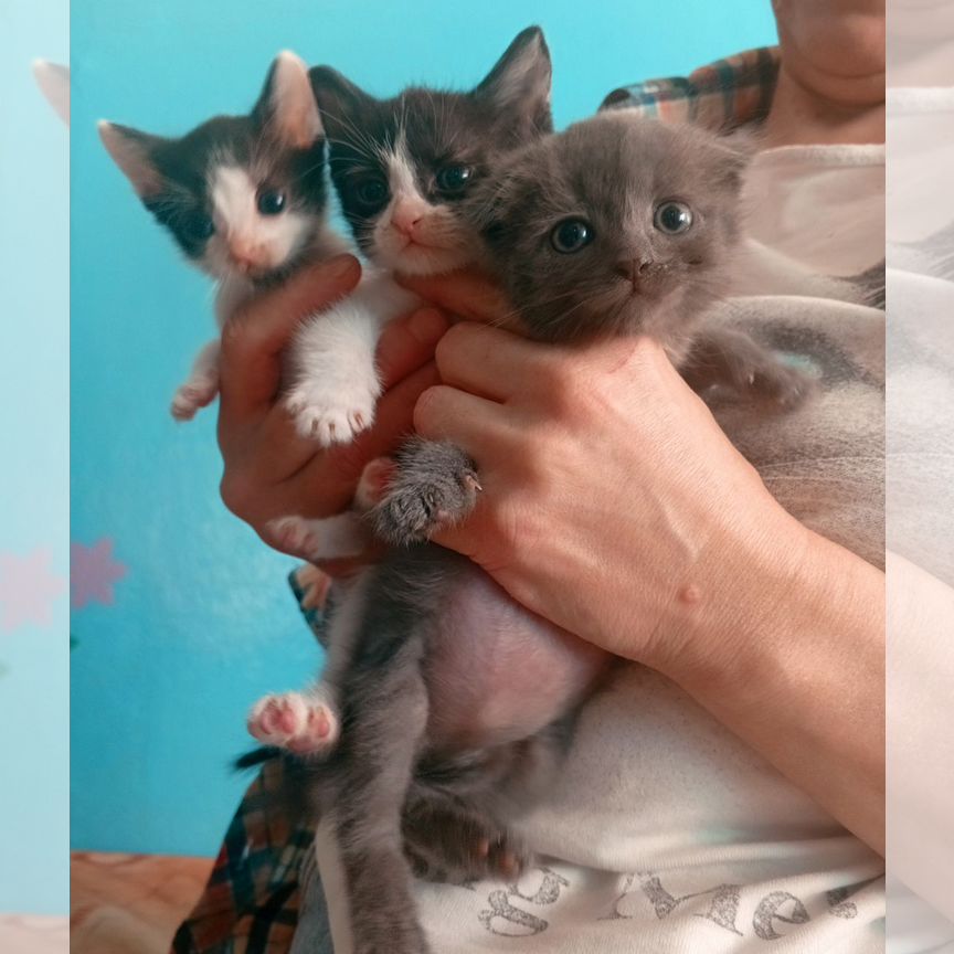 Котята в добрые руки