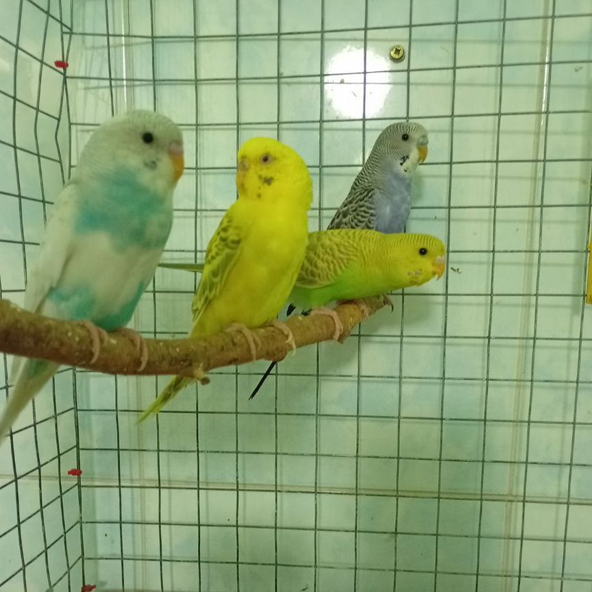 Волнистый попугай