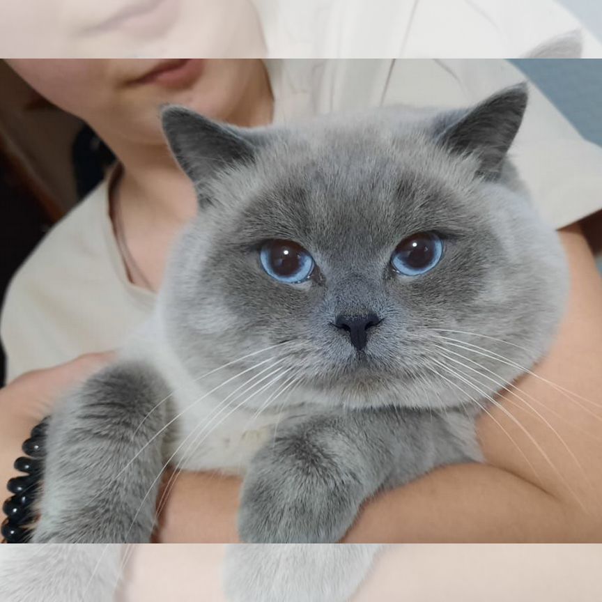 Британский короткошёрстный кот, вязка