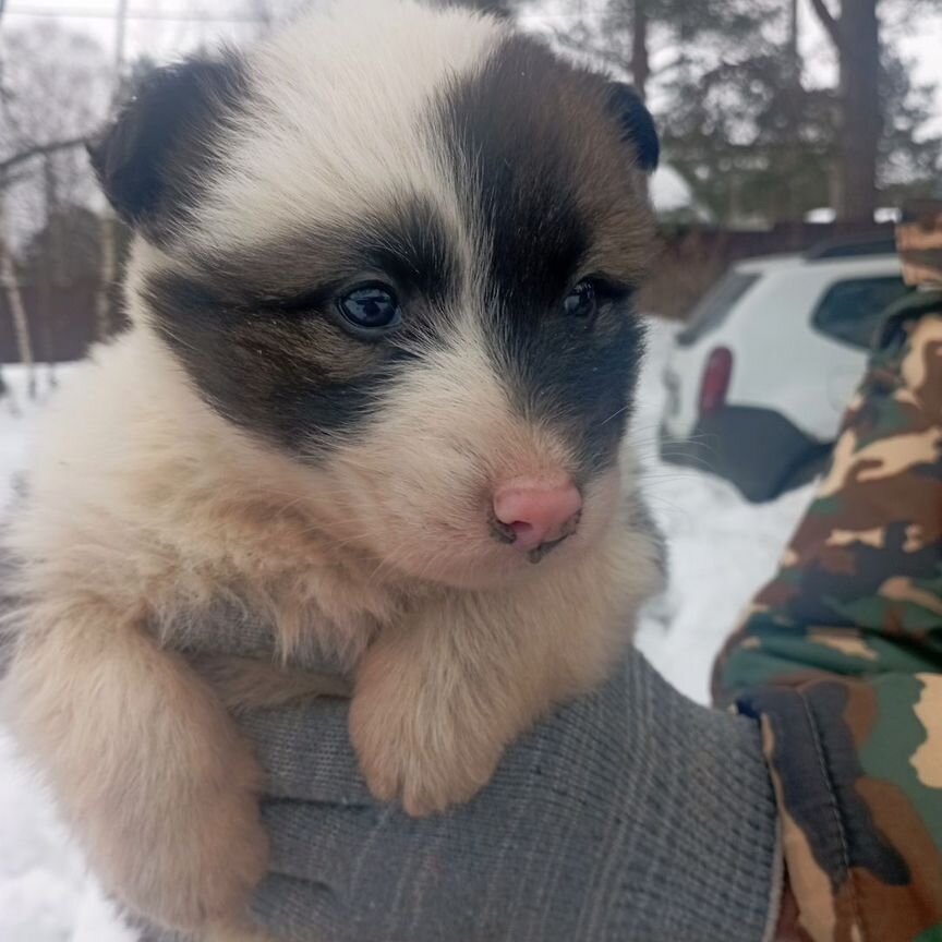 Щенки