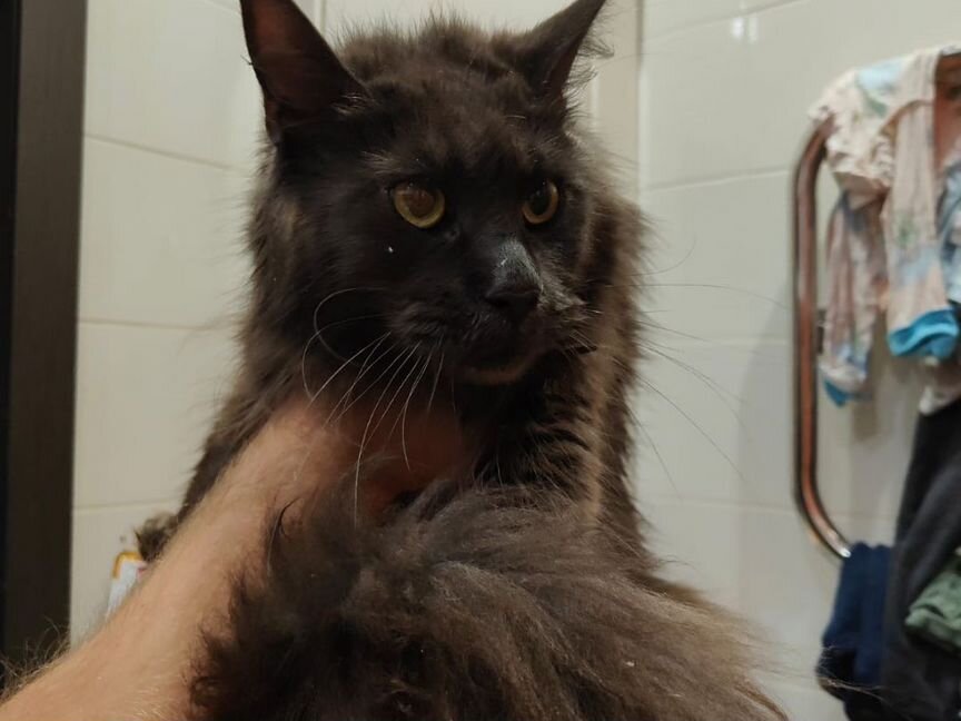 Мейн-кун девочка SOS