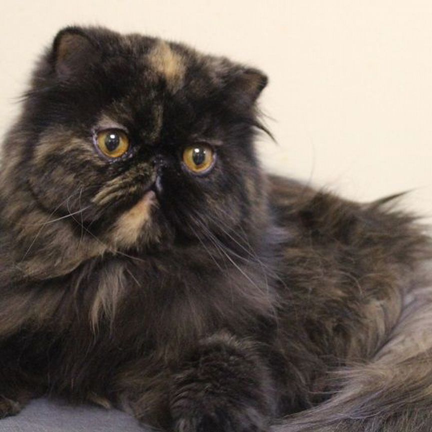 Нужны добрые внимательные любящие люди для нашей к