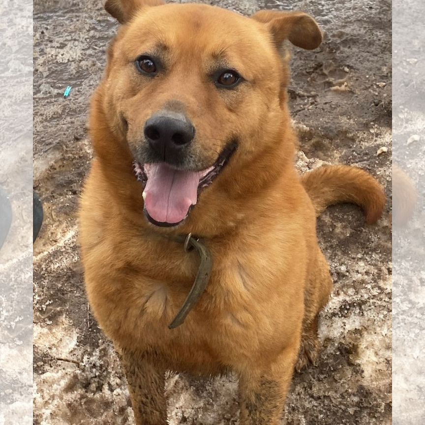 Взрослый пёс в добрые руки