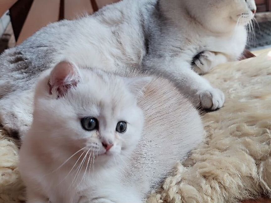 Шотландская шиншилла
