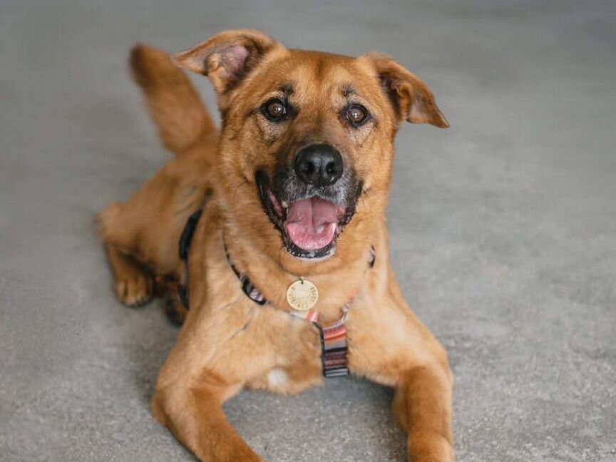 Собака в добрые руки