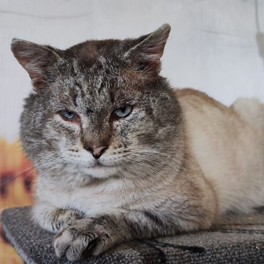 Ищет дом тайский котик Семён