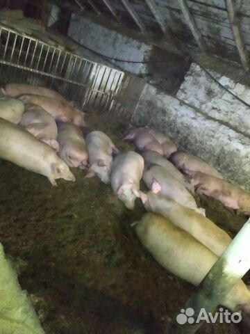 Продаются свиньи на мясо