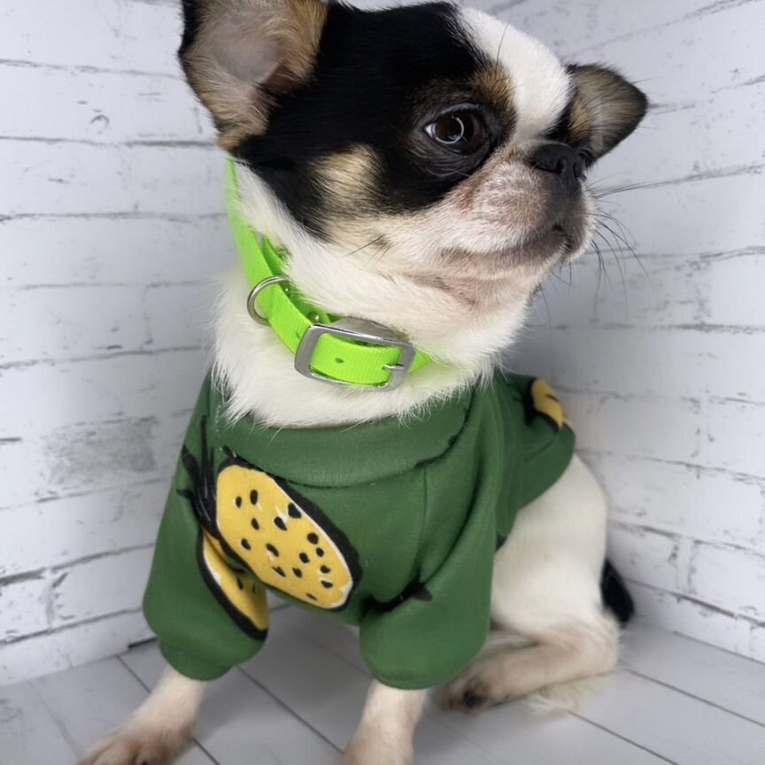 Мальчик чихуахуа в Экстремальном типе