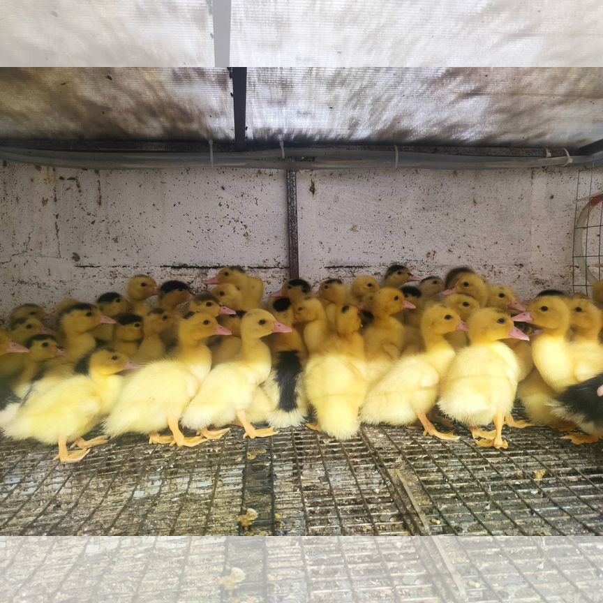 Утята муларды