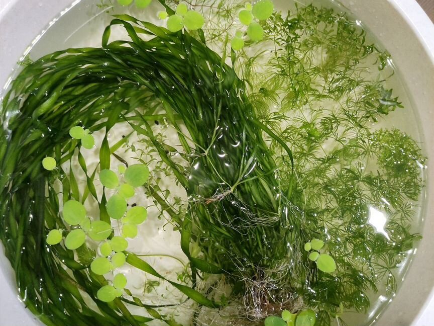 Аквариумные растения