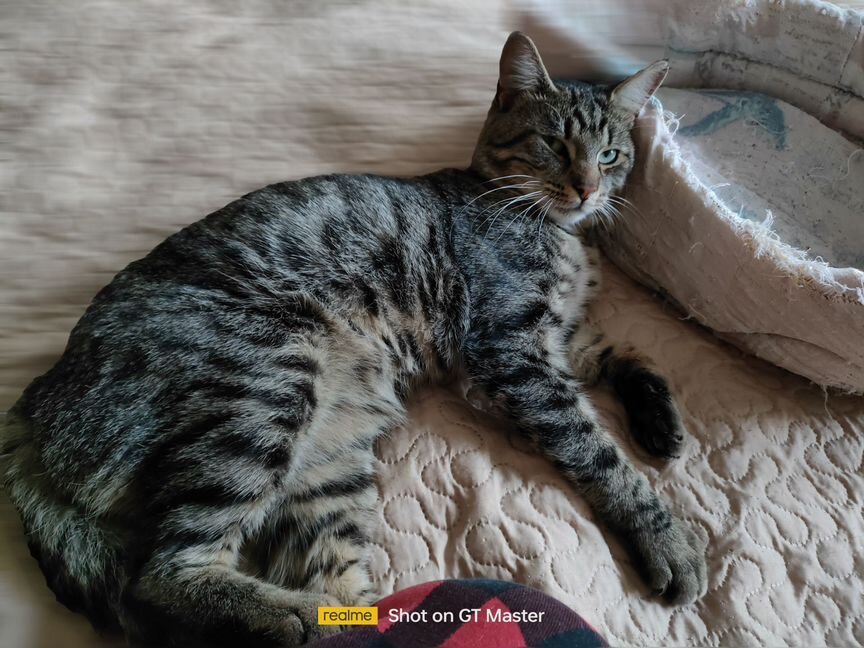 Кошка в дар
