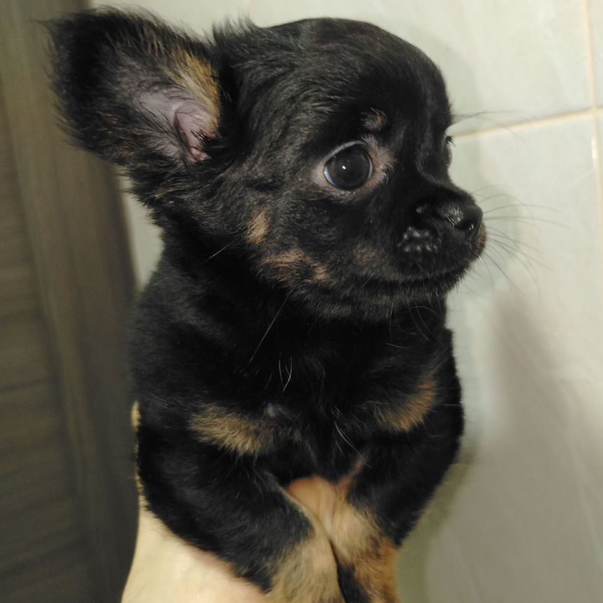 Чихуахуа, щенок