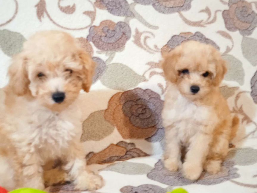 Кудряшки (мал. и дев. карликовый пудель)