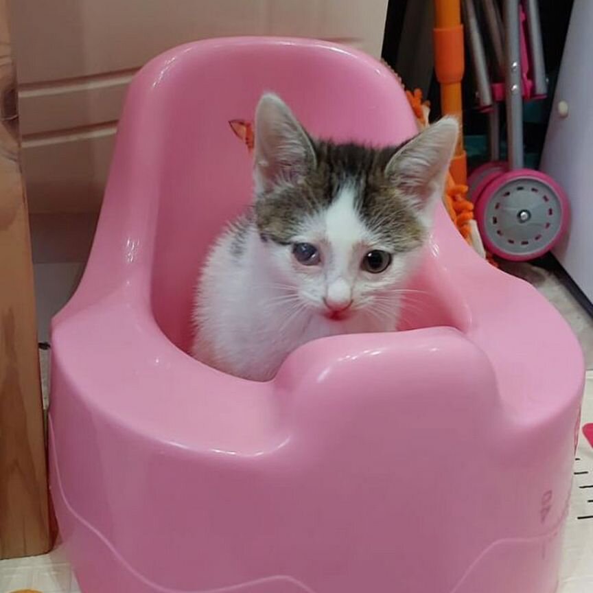 2-х месячная кошечка