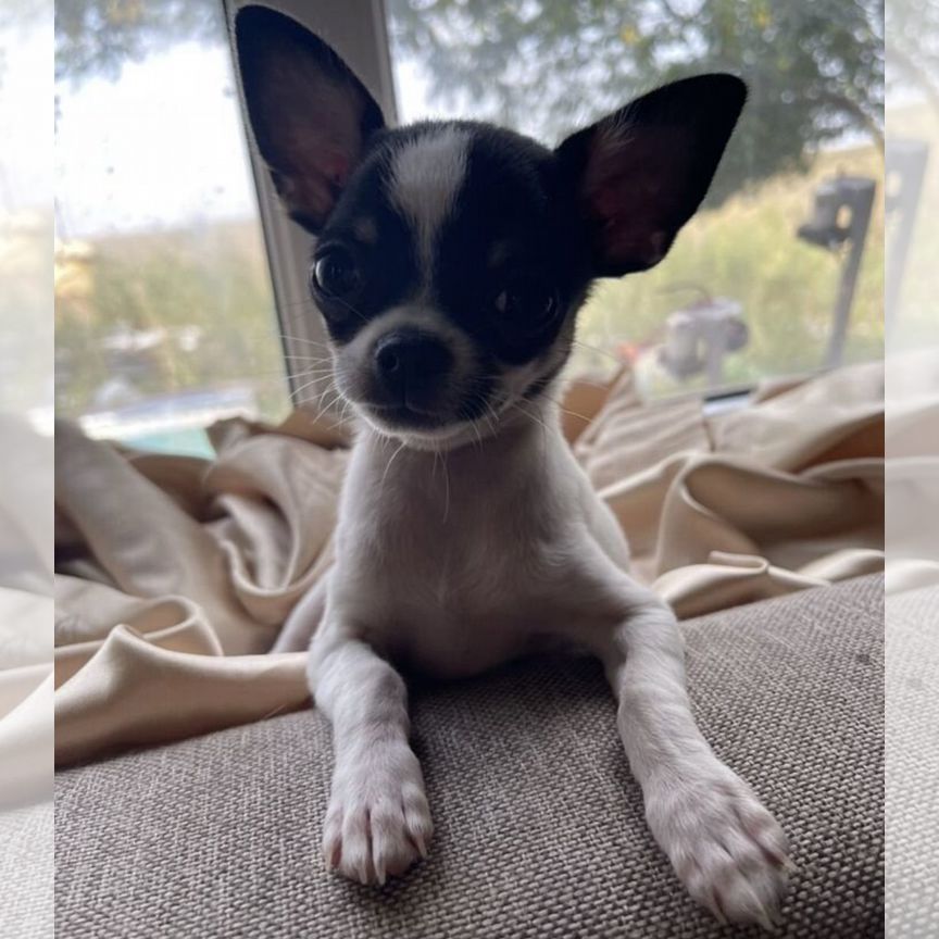 Чихуахуа микро мальчик