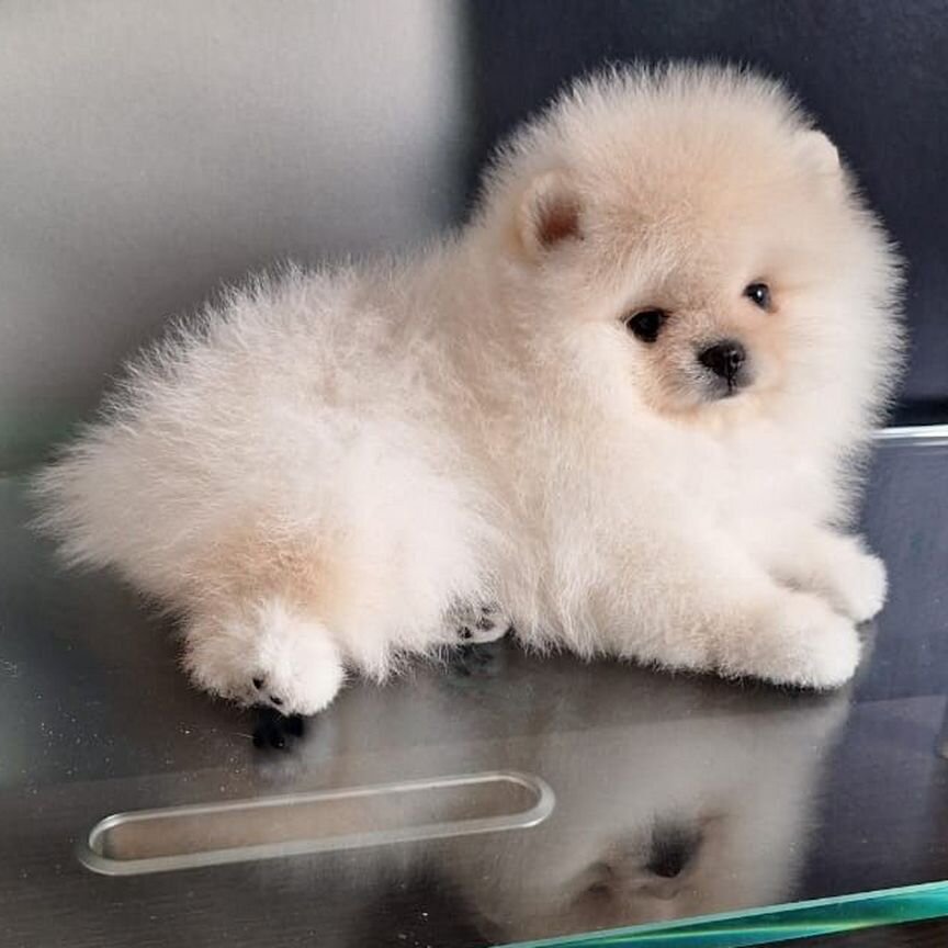 Померанский шпиц, щенок