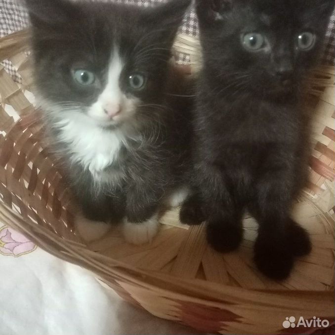 Отдадим котят в добрые руки, 2 девочки