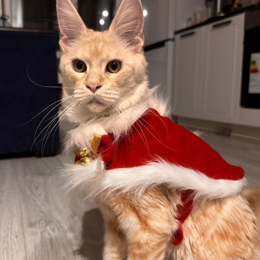 Мейн-кун, взрослая кошка