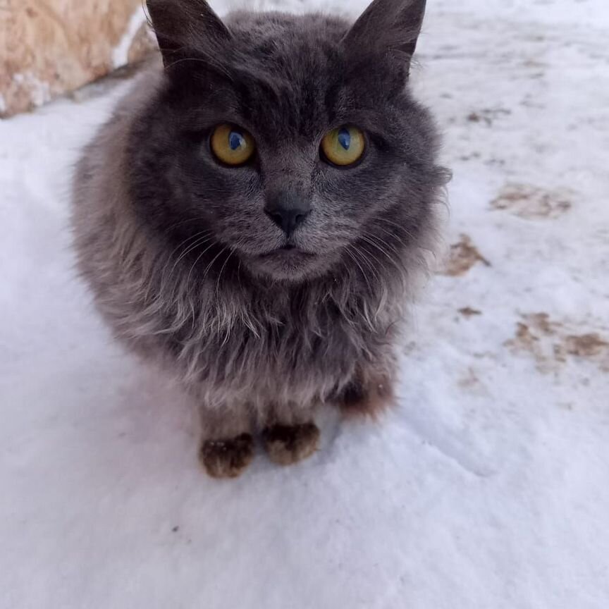 Кошечка 1 год