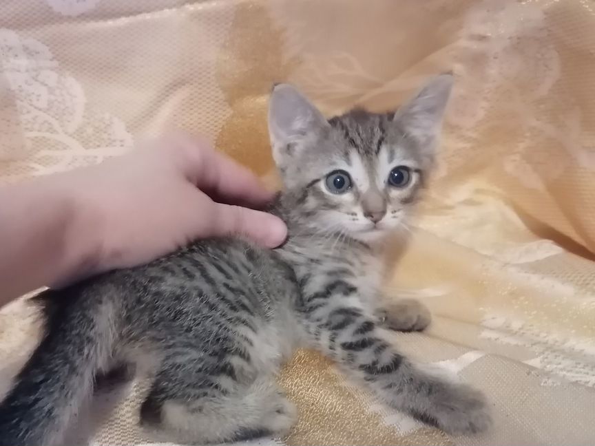 Котенок девочка в добрые руки