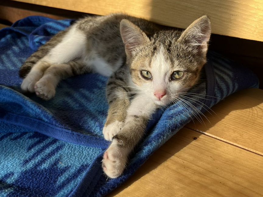 Котенок