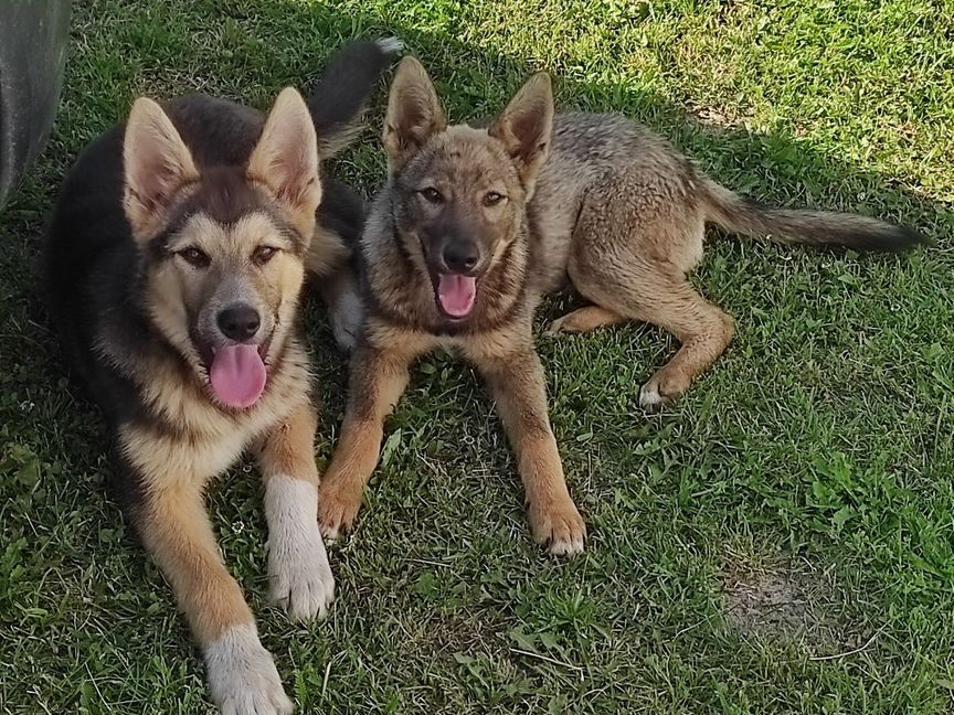 Щенки 4-5 месяцев