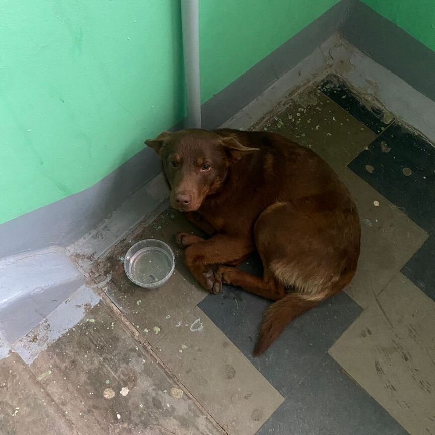 Собака в добрые руки