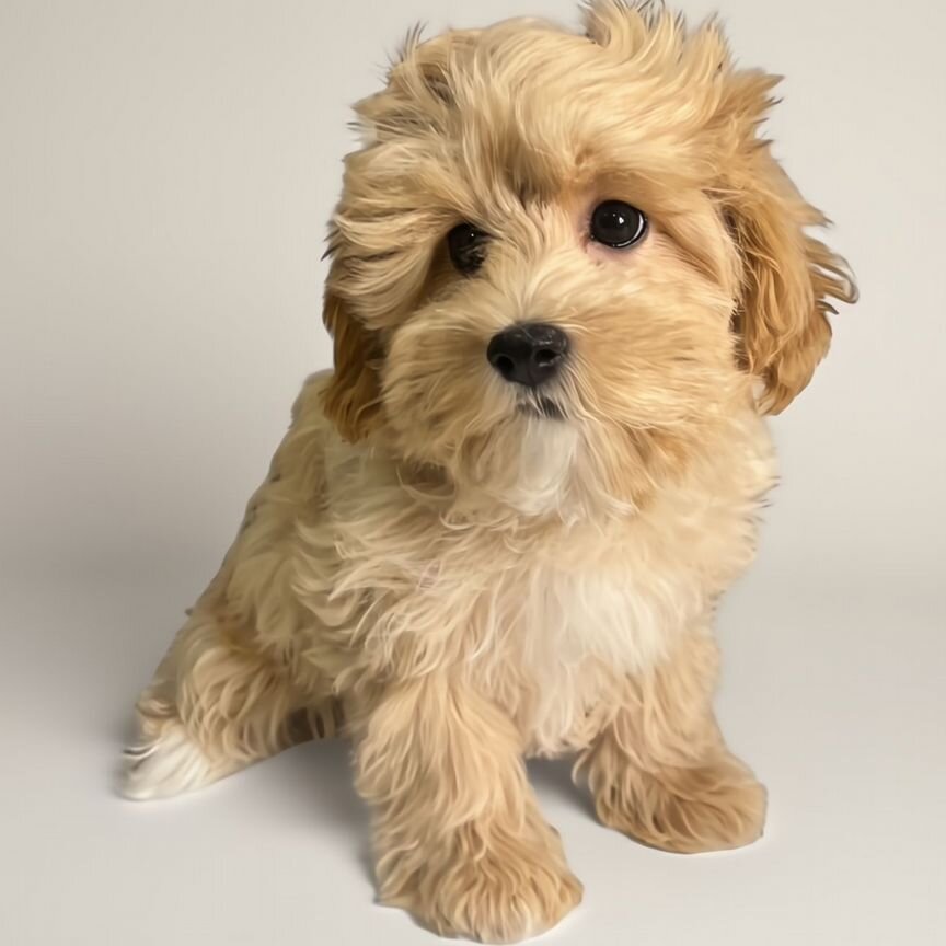 Мальтипу, щенок