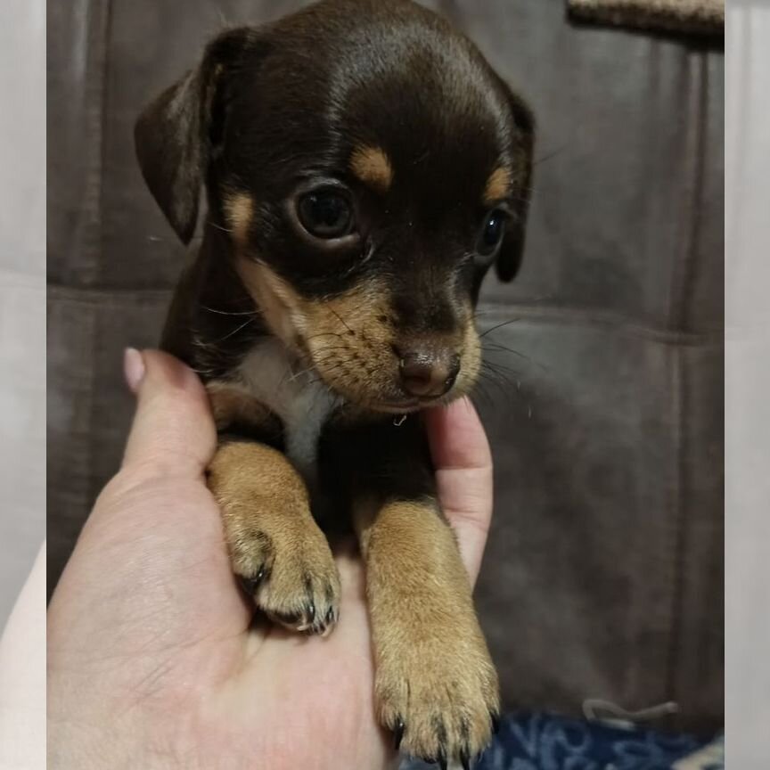 Русский той-терьер, щенок