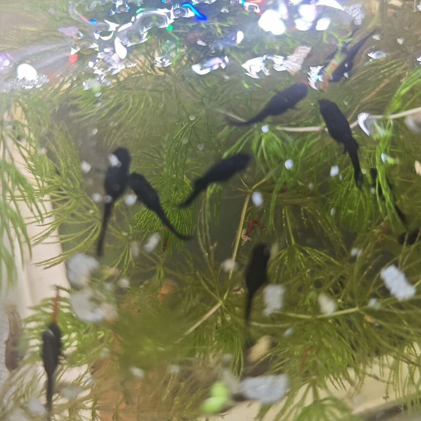 Моллинезия черная мальки