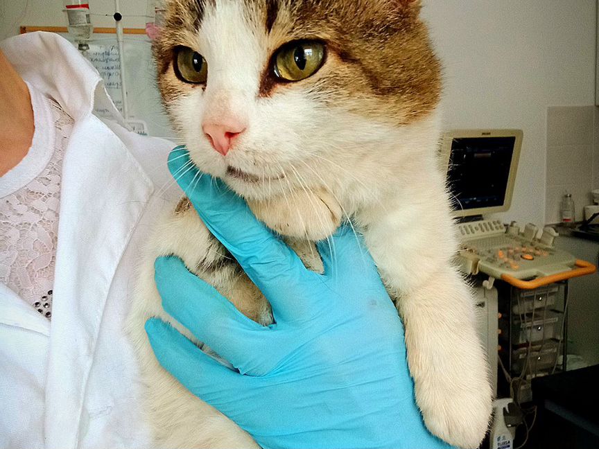 Котик, 5 лет, кастрирован